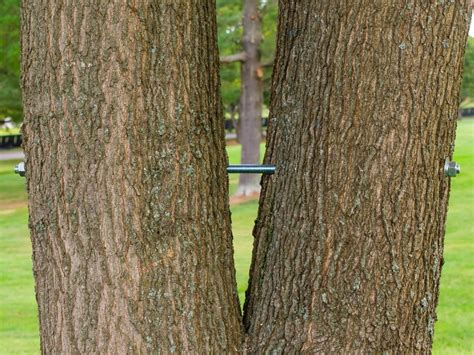 Russell Tree Experts — Tree Bracing