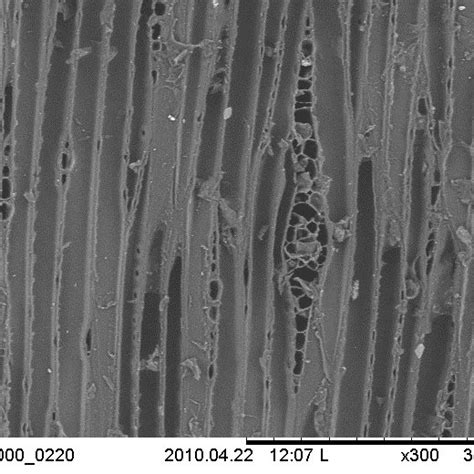 Sem Micrographs Of Untreated Wood A Cross Section B Radial Section