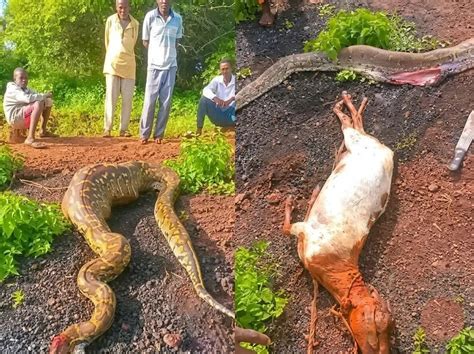 Killing Such A Beautiful Python To Retrieve A Dead Goat Is A Dumb Thing