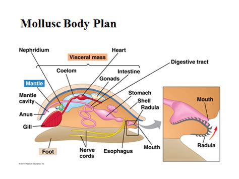 Mollusca Anatomy