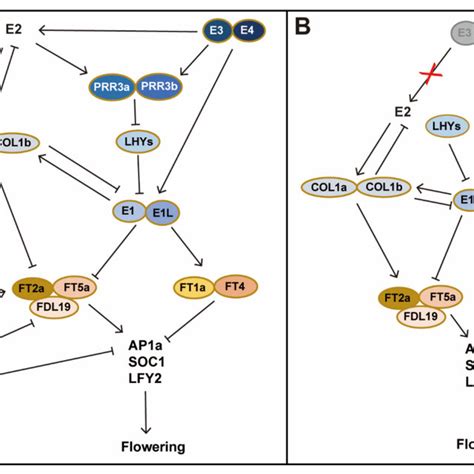 Comparison Of Photoperiodic Flowering Regulatory Genes In Soybean And