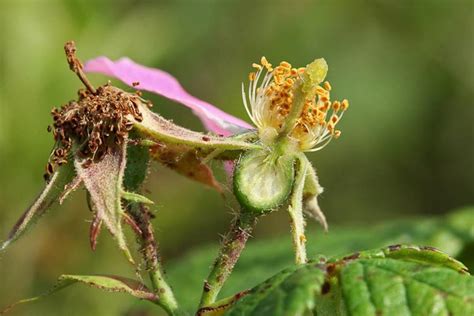Rosa Setigera Hypanthium Ohio Plants