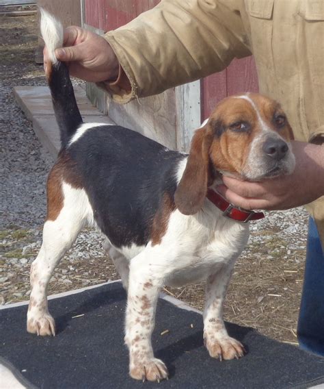 Pepperp64redalbama Johnstons Beagle Farm