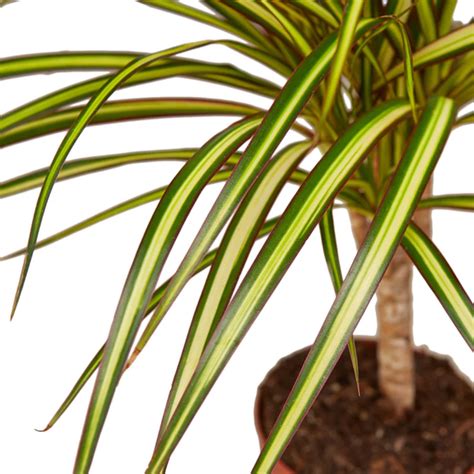 Sunshine Dracaena Plant Addicts
