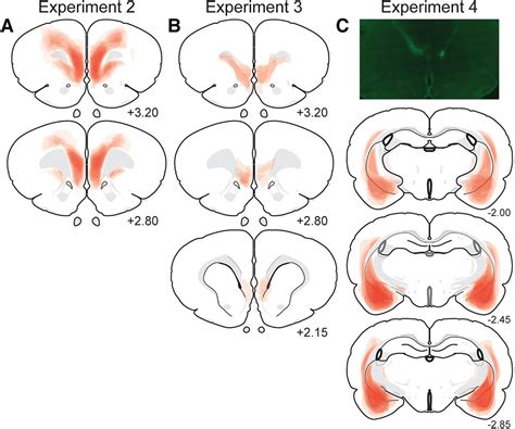 Parvalbumin Positive Interneurons In The Medial Prefrontal Cortex