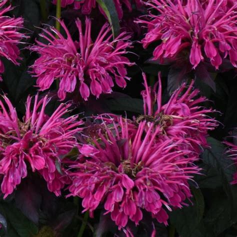 Monarda X Sugar Buzz Berry Taffy Bee Balm Siteone