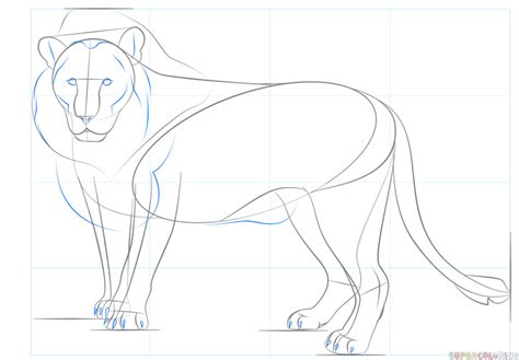 Come Disegnare Un Leone Realistico Lion Disegnato Foto E Immagini