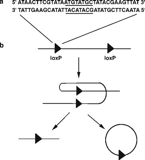Figure 21 From The Use Of Cre Loxp Technology And Inducible Systems