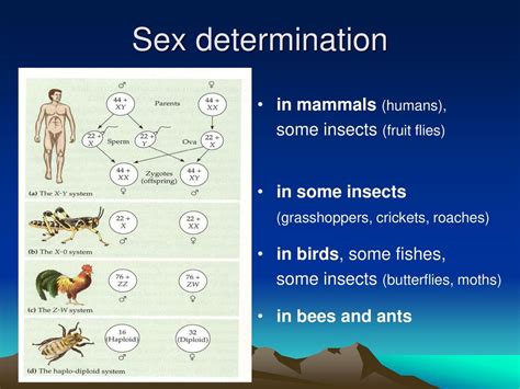 The Chromosomal Basis Of Inheritance Ppt Download