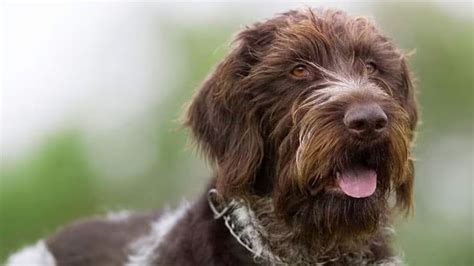 Wirehaired Pointing Griffon Grooming Guide Tips And Technique
