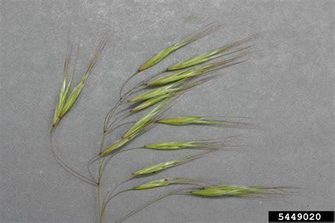 Cheatgrass New Mexico Weeds