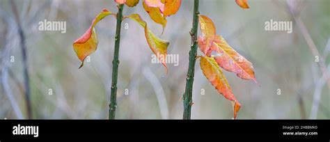 Gold And Red Leaves On A Young Beech Tree Fagus Sylvatica Sapling Uk