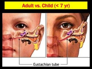 Anatomy And Physiology Of Eustachian Tube Ppt