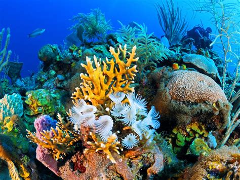 What Are Corals For The Coral Reef Ecosystem At Barbara Mcdonnell Blog