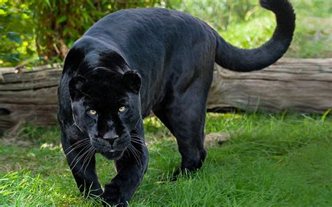 Black Jaguar Animal