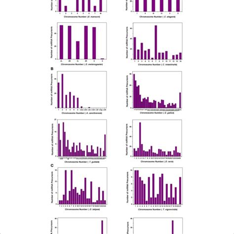 Species Under Metazoa The Detail Classification Of 20 Species Bold