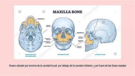 Maxilar Superior Pdf Pdf