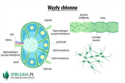 Węzły Chłonne Algi Spirulina I Chlorella