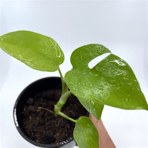 Rhaphidophora Tetrasperma Buy Indoor Plants Online The Plant