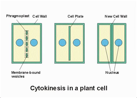 What Is A Cell Plate Biology At William Rohde Blog