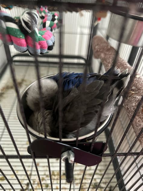 Sleep Or Nesting Rlovebirds