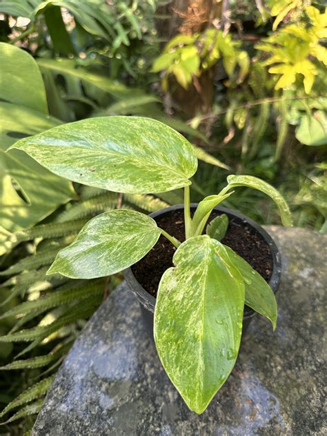 Philodendron Giganteum Blizzard Variegated Small Size Nature Sense