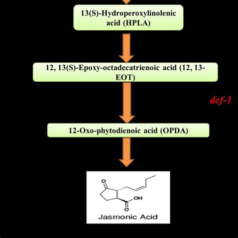 1 Jasmonic Acid Ja Biosynthesis Pathway And Def 1 Mutant With A