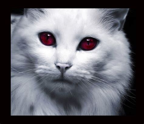 Albino Kitten Red Eyes