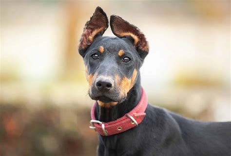 Are Dobermann Hypoallergenic