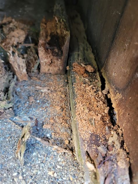 Termite Frass Vancouver Bc Canada Rtermites