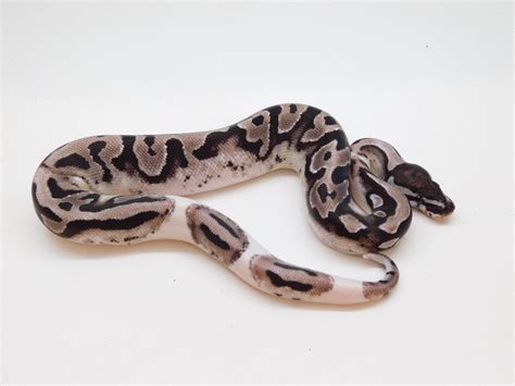 Male Axanthic Gcr Pied Cliff Hanger Reptiles