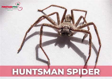Aggressive House Spider Bite