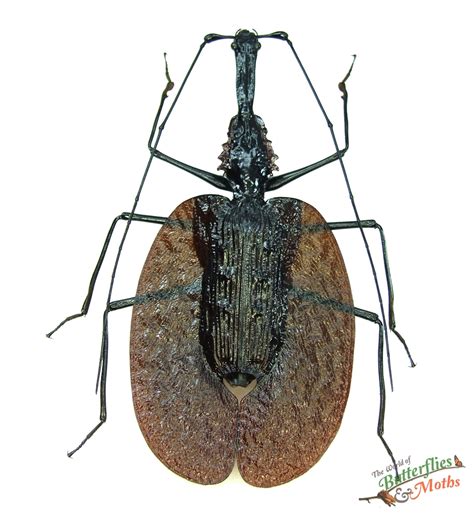 Mormolyce Phyllodes Violin Beetle Sumatra World Of Butterflies And Moths