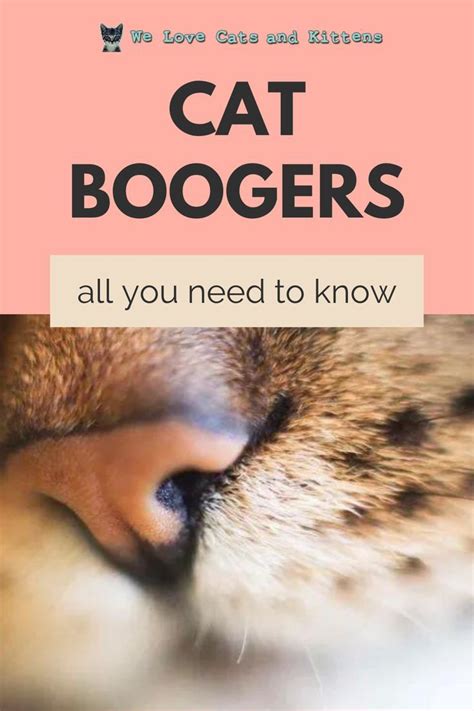 Cat Boogers Black Crust Discharge From Your Cats Nose Explained Cat Skin Problems Cat