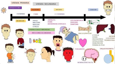 Slide De Mononucleose Infecciosa Infectious Mononucleosis