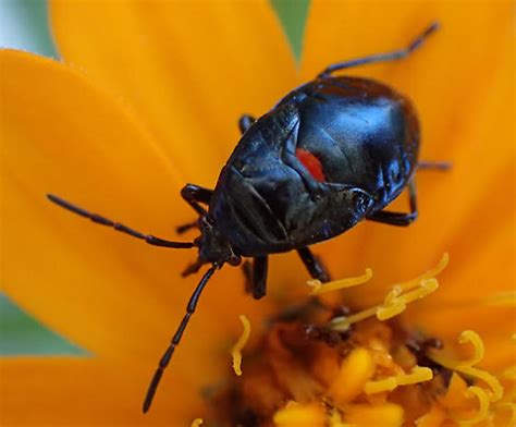 Largus Genus Nymph Largus Bugguide Net