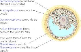 Endocrinology Female Reproduction I Flashcards Quizlet