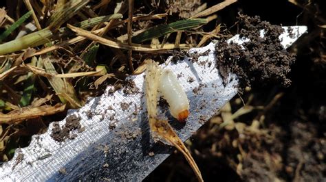 Bluegrass Billbug Naperville Country Club Green Department