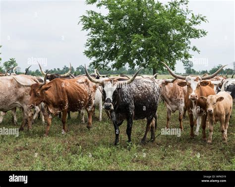 Longhorns At The 1 800 Acre Lonesome Pine Ranch A Working Cattle Ranch