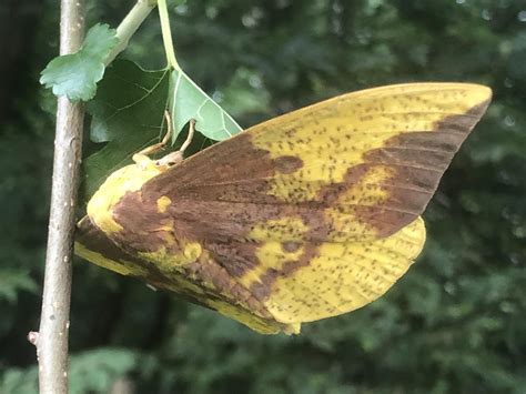 Moth Identification Rinsects