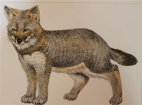 Darwin Fox By Diane Minty Endangered Animals Sketches Animals
