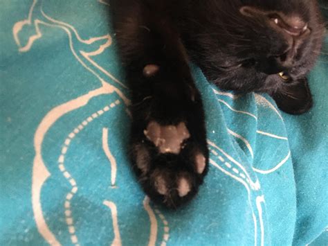 So Cute Rtoebeans