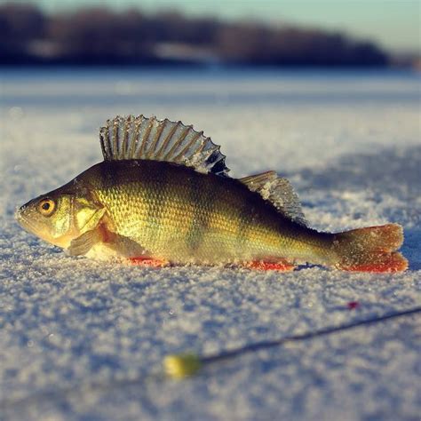 Интернет-магазин "Мир рыболова"