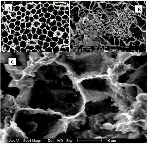 Example Of Cellular The Honeycomb Microstructure Within Clay Download Scientific Diagram