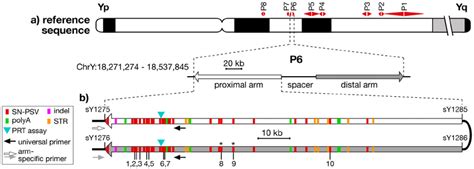 Location And Structure Of Palindrome P6 Showing Positions Of Psvs