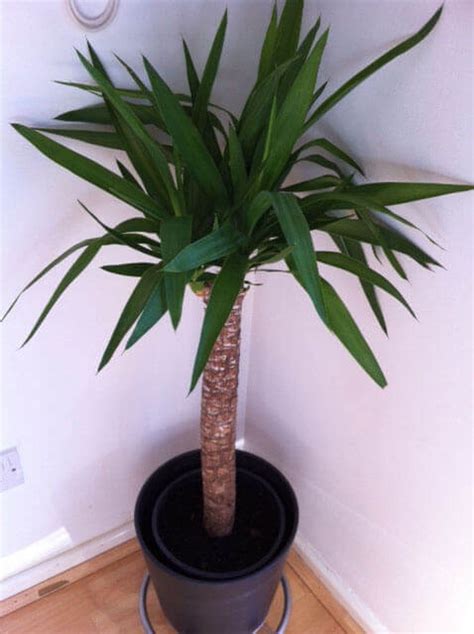 Spineless Yucca Knowdrive