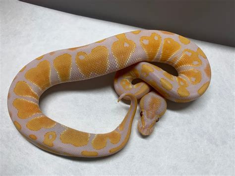 Lavender Albino 50 Het Pied Ball Python By Innovative Ectotherms