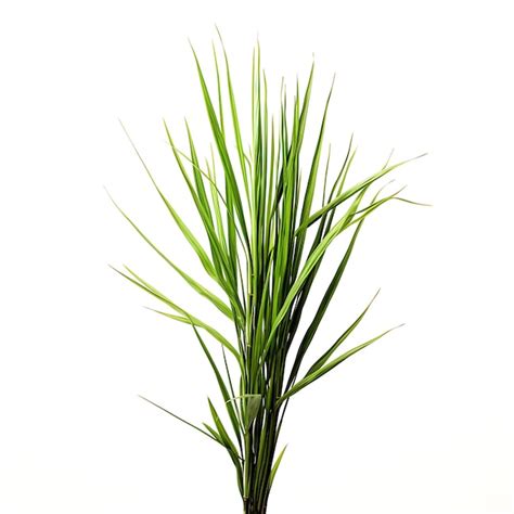 Premium Ai Image Timber Switchgrass Forest Green Single Upright Leaf High Yie Isolated On