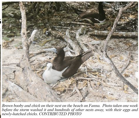 Sonsorol State Islands Hit Hard By Strong Winds And High Surf Island Times