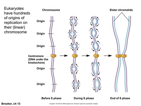 Dna Replicationppt